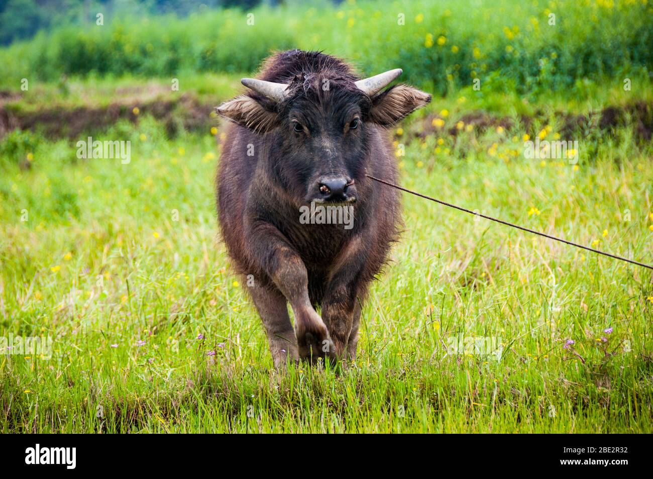 Water buffalo in water ancient hi-res stock photography and images - Alamy