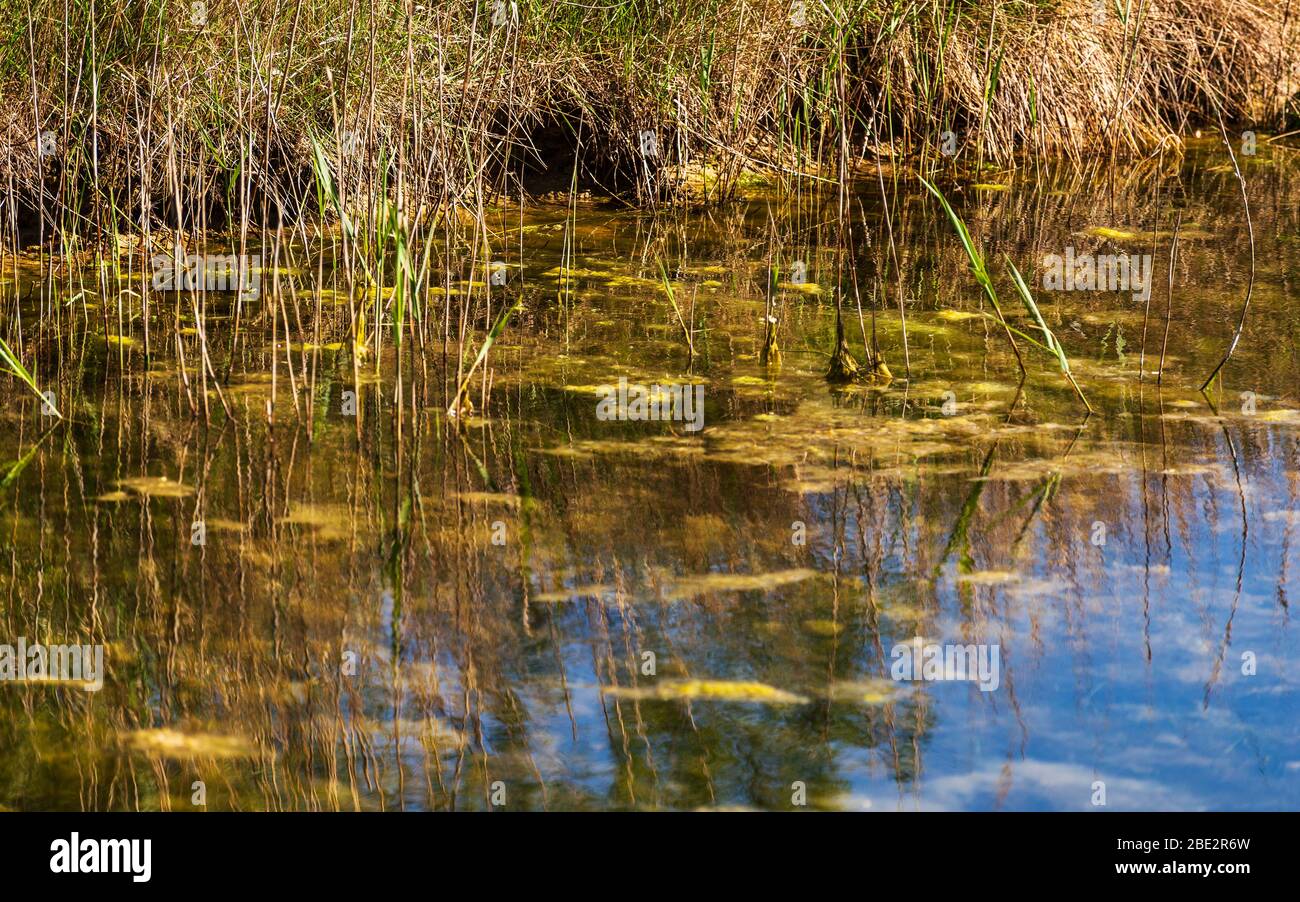 nature scenarios inside the Grado lagoon with plant reflections in ...