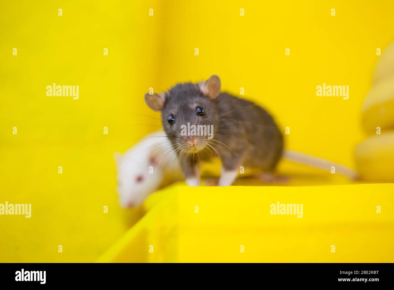 rat, rat, pretty, tail gray infection anti sanitary portrait nose pink ...