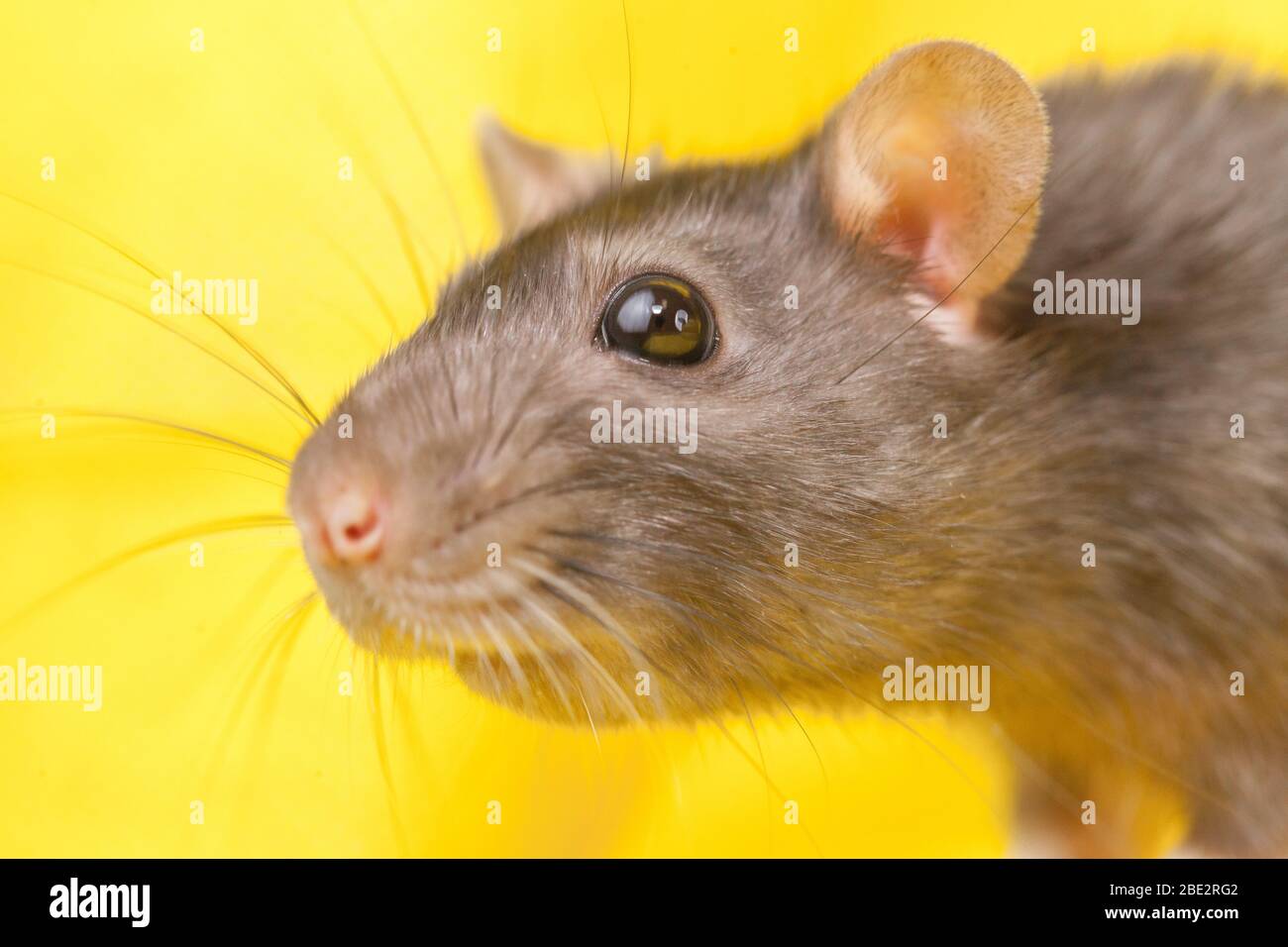 rat, rat, pretty, tail gray infection anti sanitary portrait nose pink ...