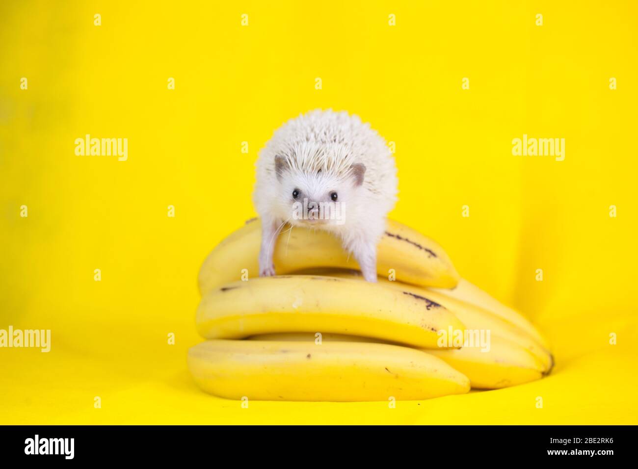 Pink Rat Tail High Resolution Stock Photography and Images - Alamy