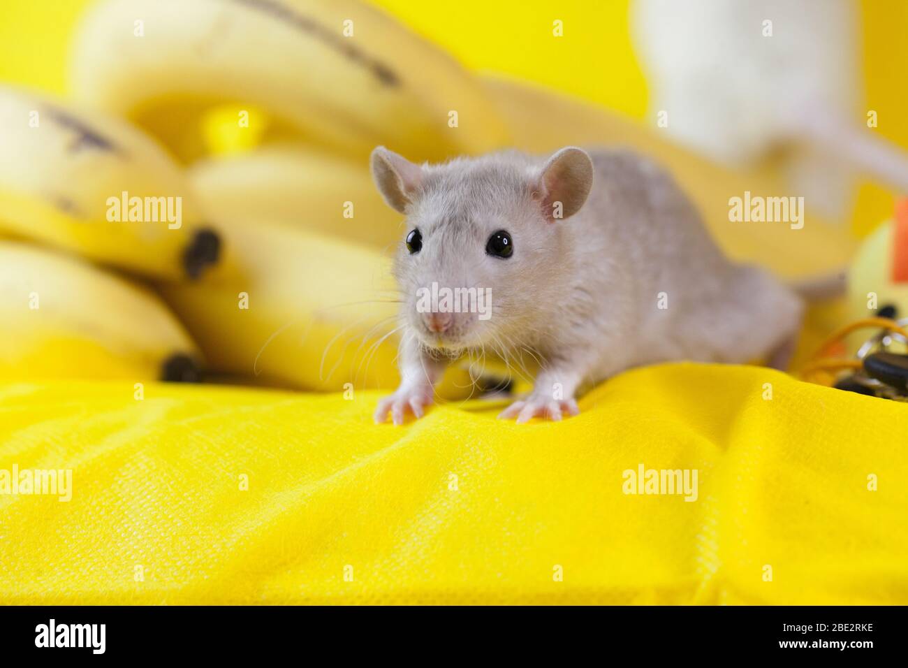 rat, rat, pretty, tail gray infection anti sanitary portrait nose pink ...