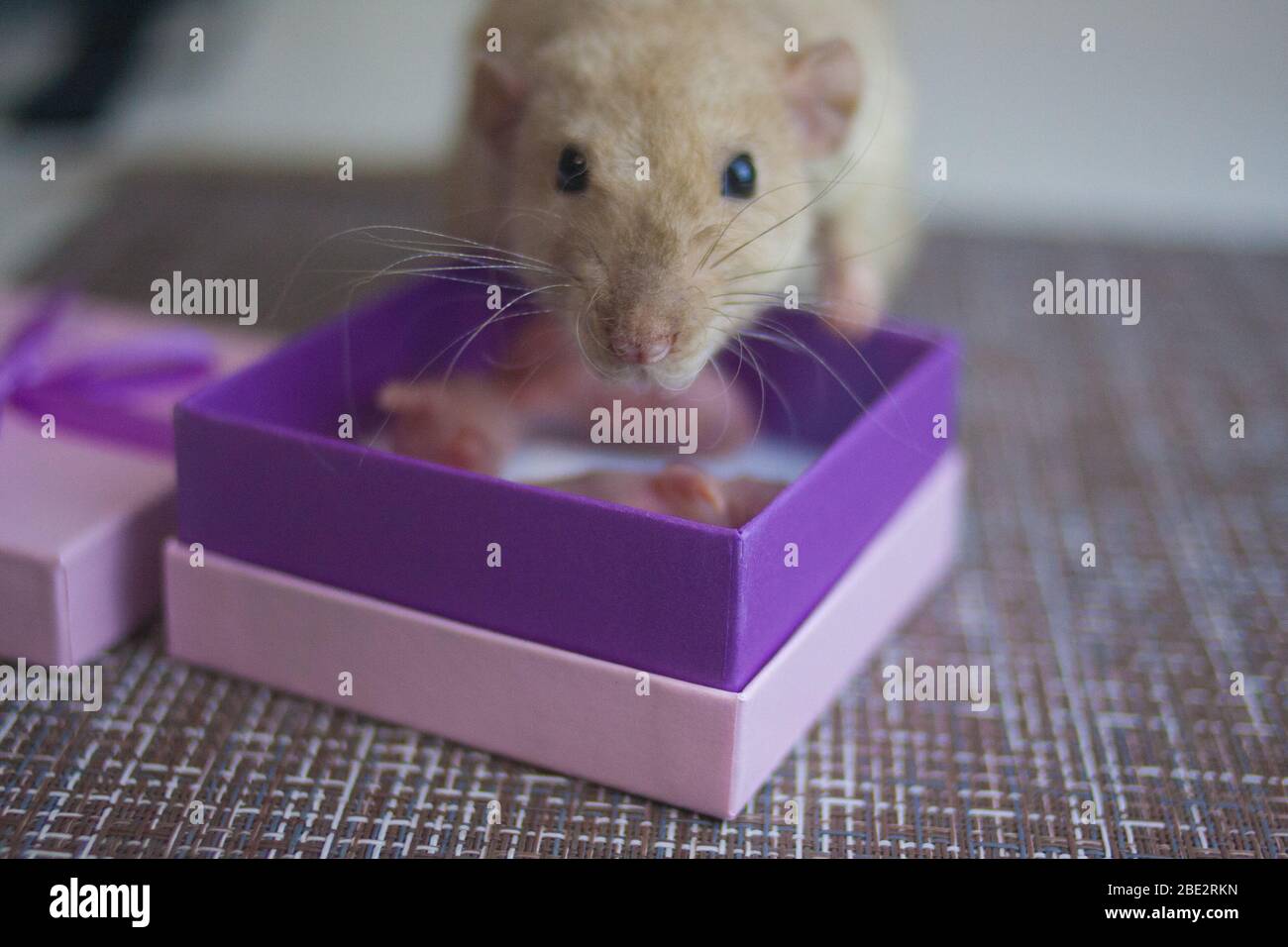 Beautiful fluffy rats with a long tail Stock Photo - Alamy