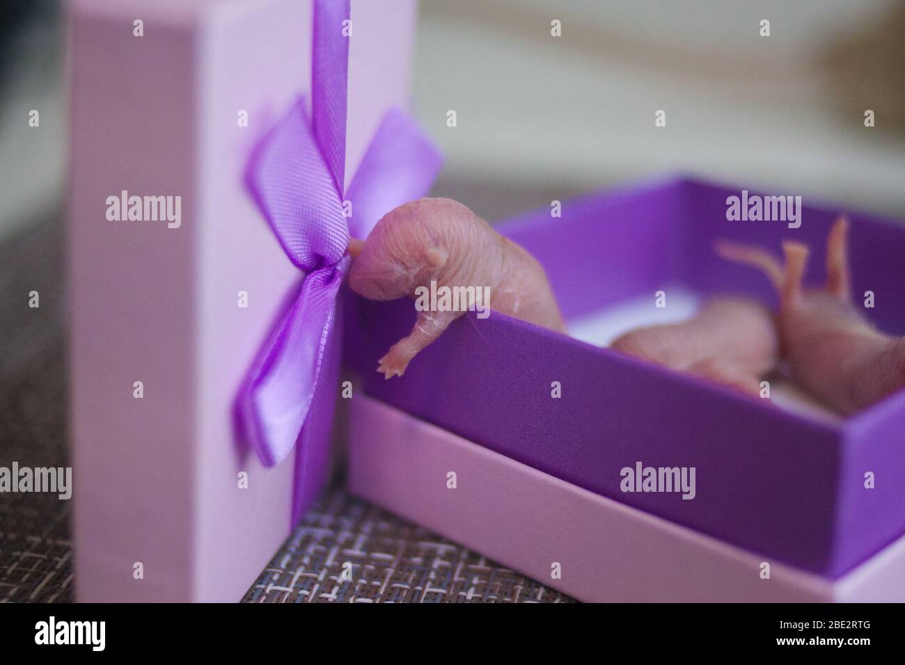 Beautiful fluffy rats with a long tail Stock Photo - Alamy