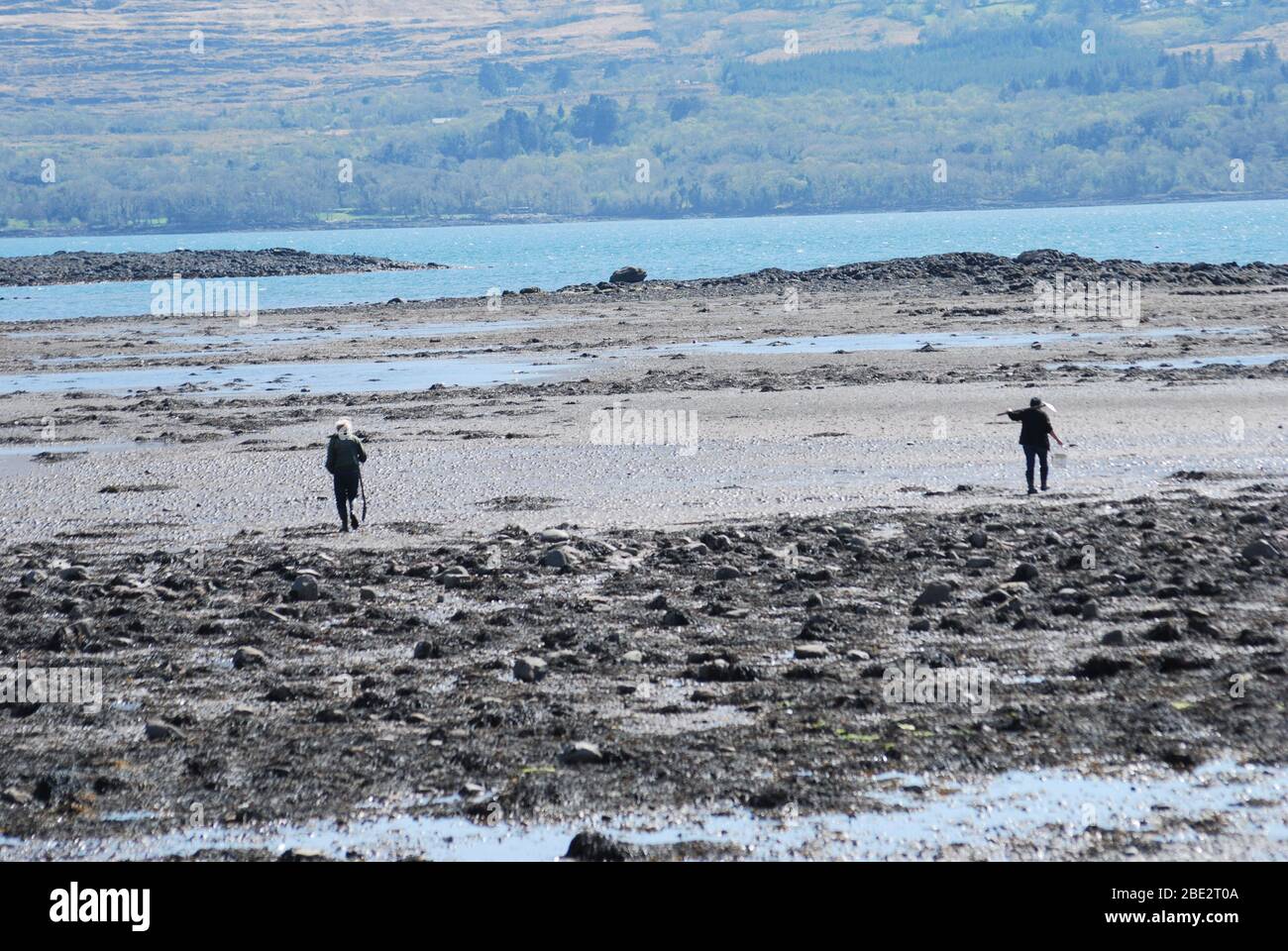 People digging for Clams, Cuss Beach, Templenoe, Co. Kerry, Ireland ...