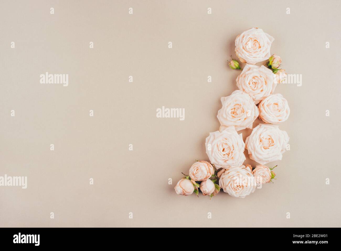 Spring background. Rose flowers on a beige background Stock Photo - Alamy