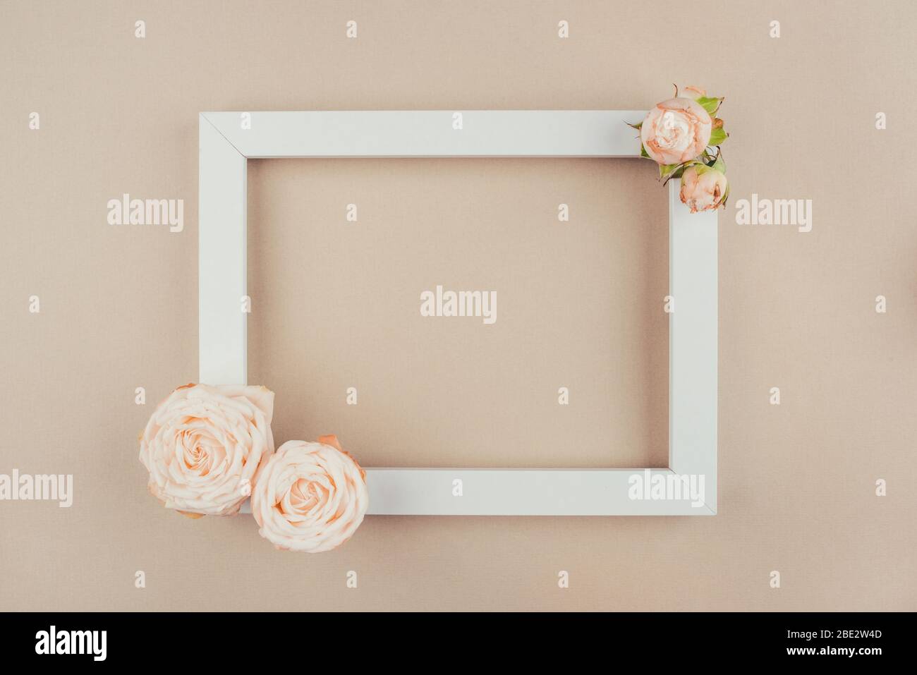 Spring background. Rose flowers and white frame on a beige background ...