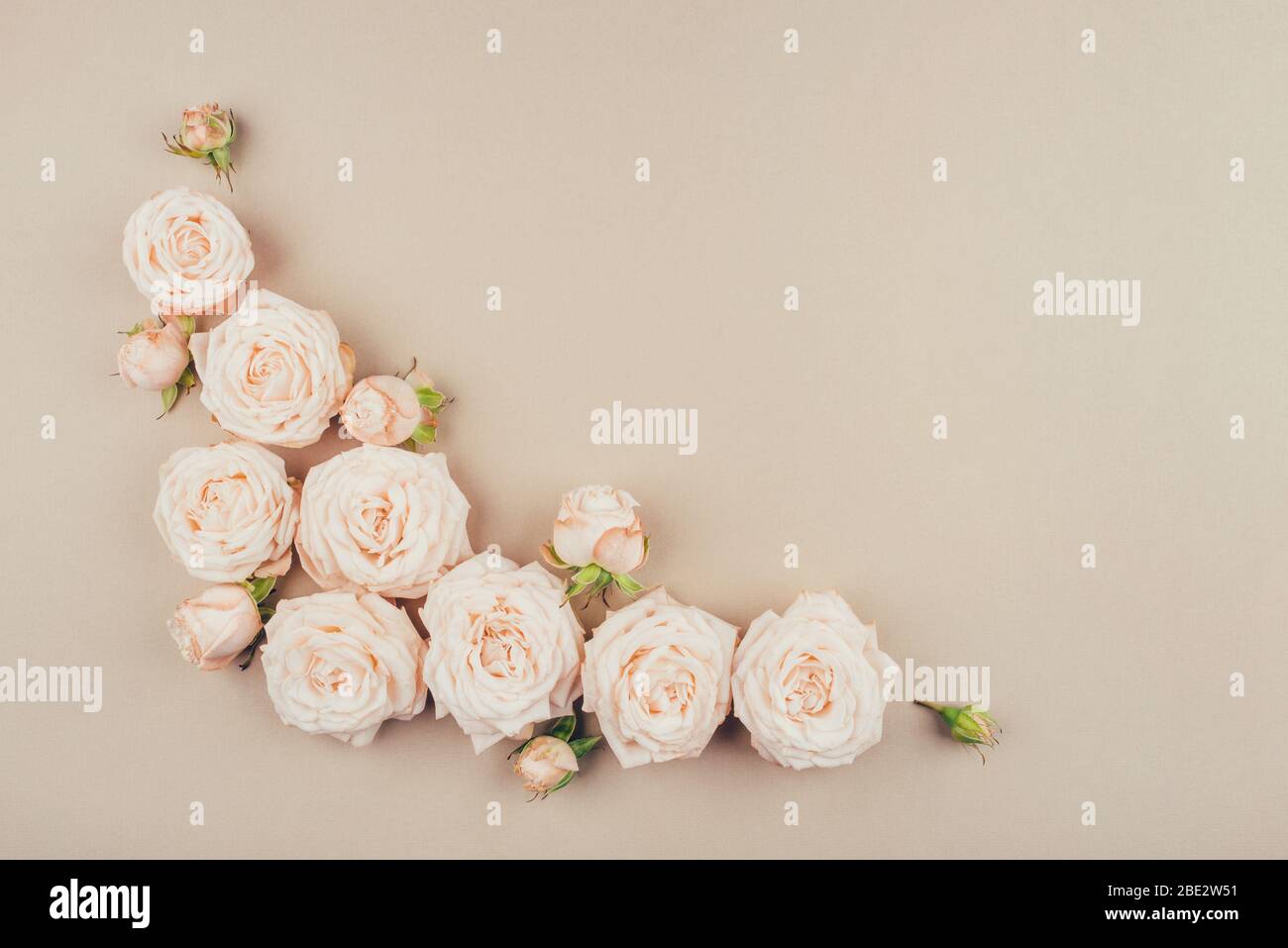 Spring background. Rose flowers on a beige background Stock Photo - Alamy