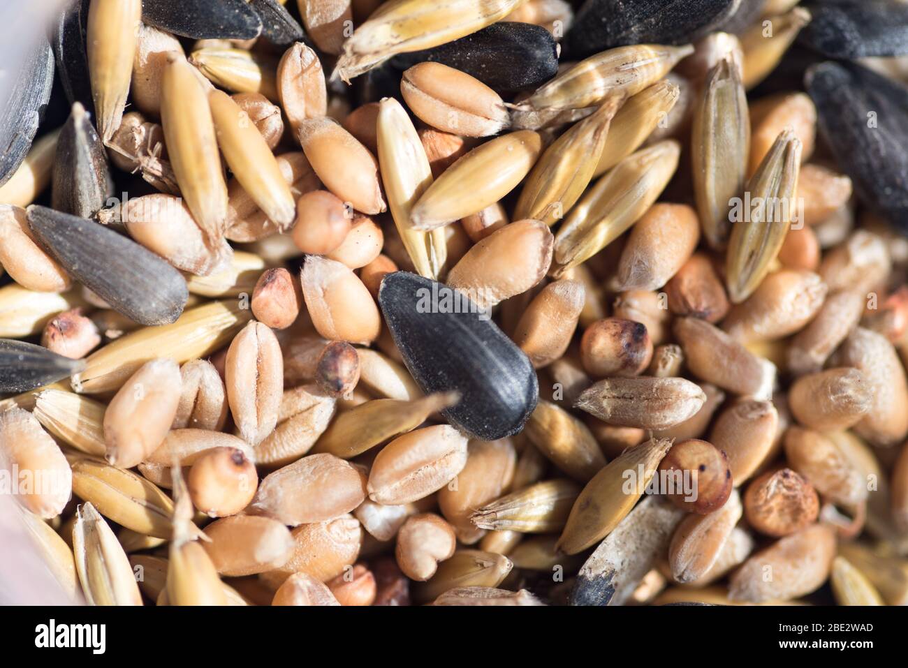 Food bird hi-res stock photography and images - Alamy