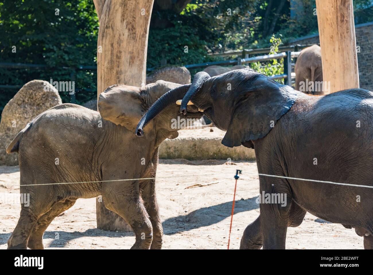 elephants playing and fighting at park in germany Stock Photo - Alamy
