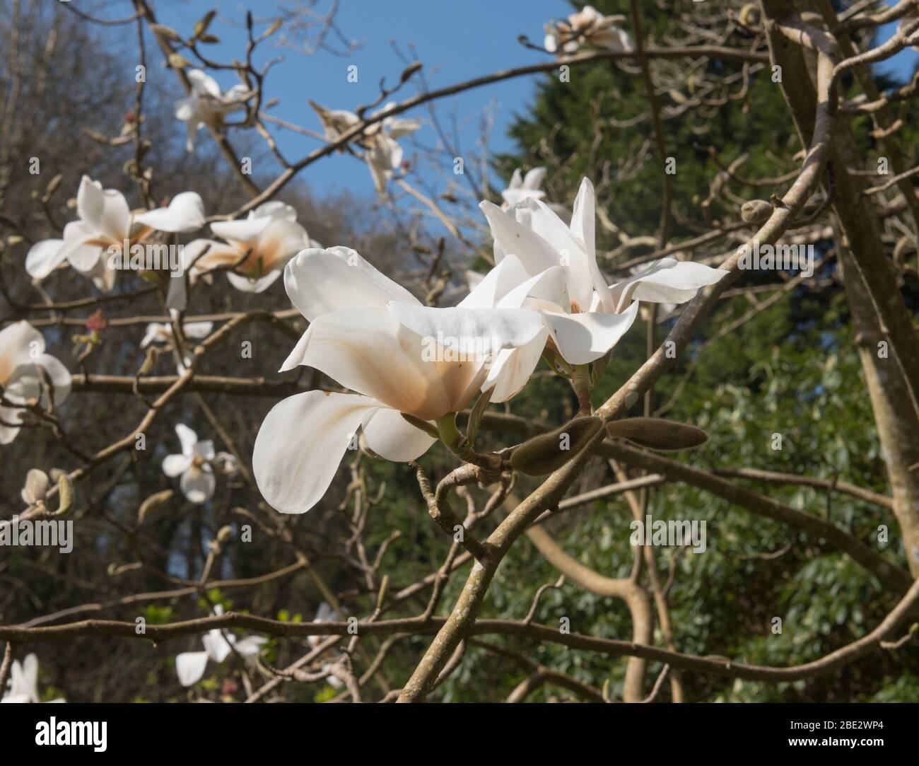 Spring Flowering Deciduous Magnolia Tree (Magnolia 'Leda') in a Country ...