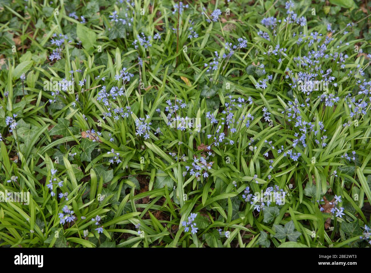 Spring Flowering Wood or Siberian Squill Flowers (Scilla Siberica ...