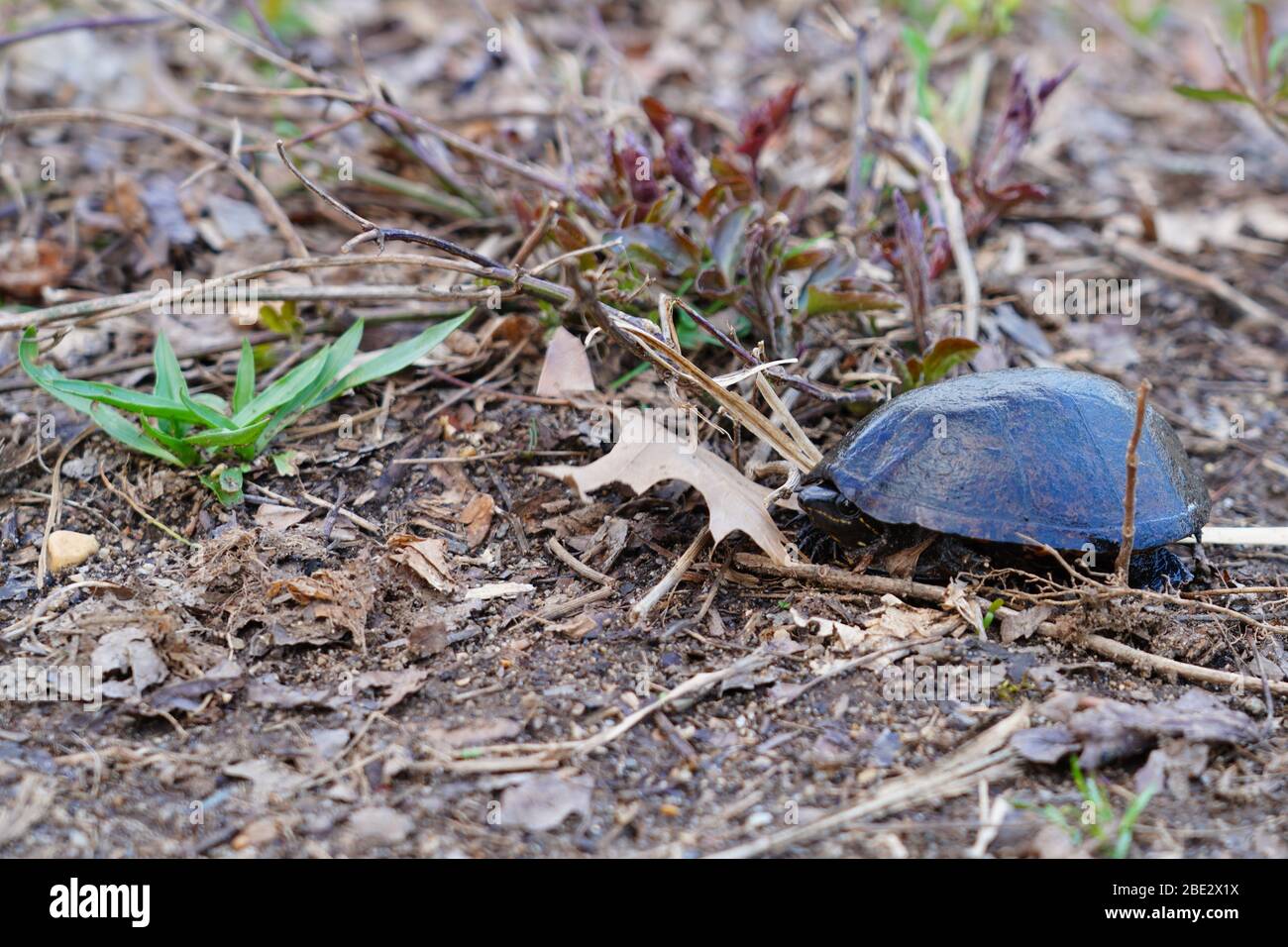 Common musk turtle hi-res stock photography and images - Alamy