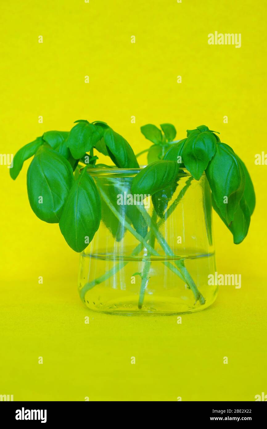 Rooting jar hi-res stock photography and images - Alamy