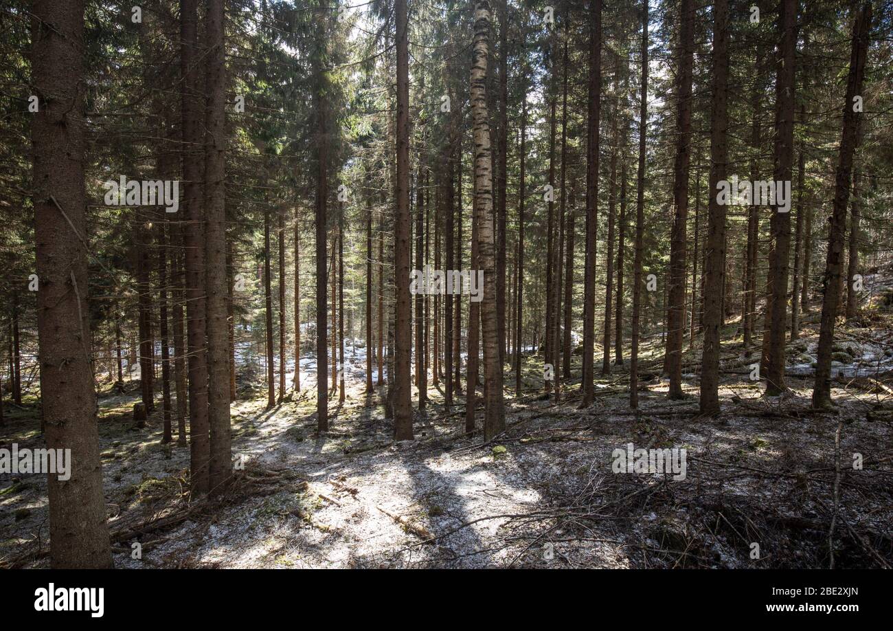 Spruce forest picea abies hi-res stock photography and images - Alamy