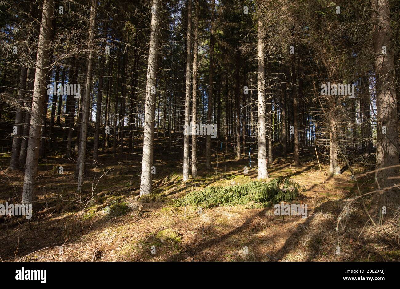 Spruce forest picea abies hi-res stock photography and images - Alamy