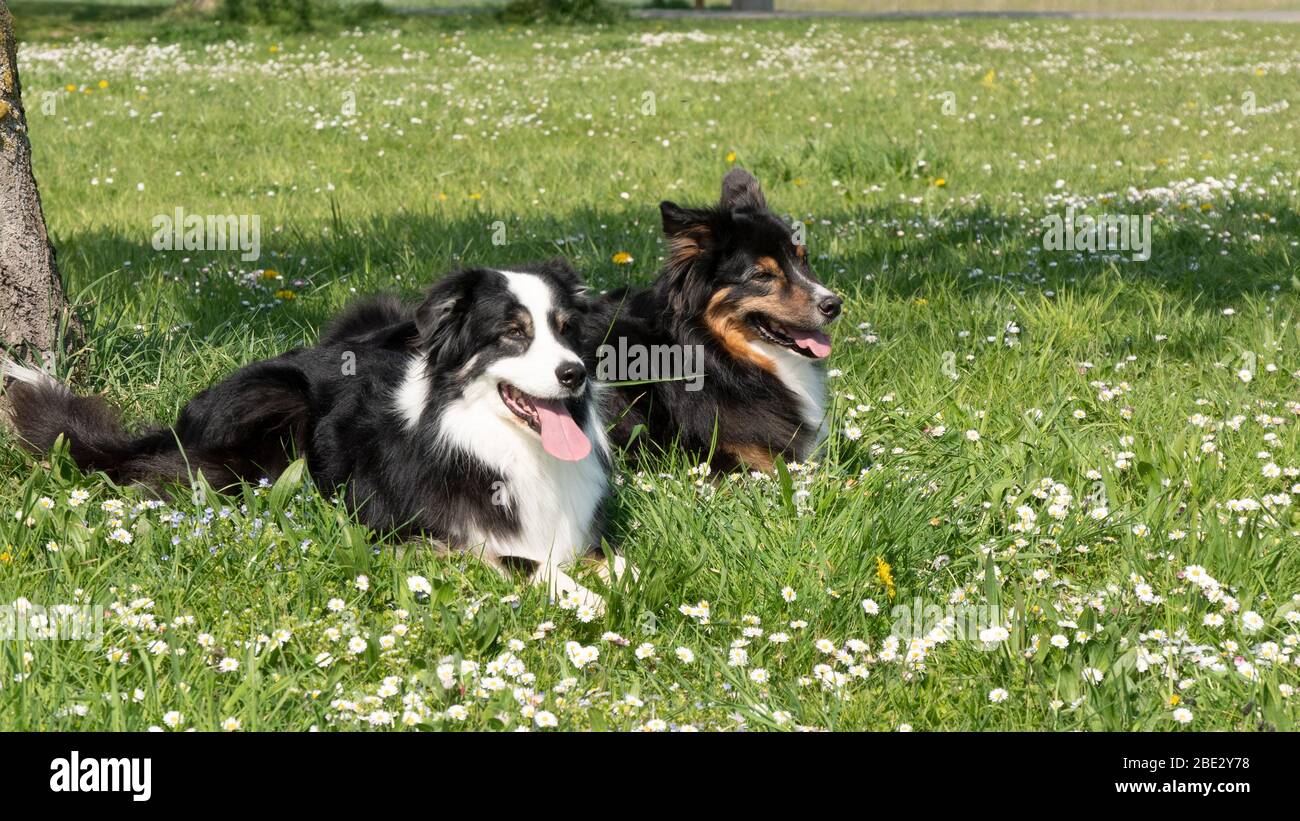 Enjoy spring flowers hi-res stock photography and images - Alamy