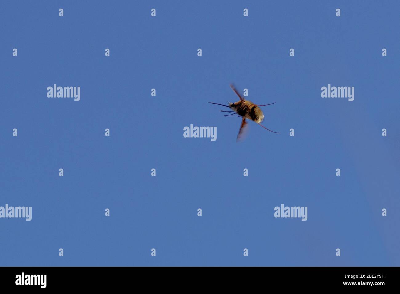 In flight fly flying aloft hi-res stock photography and images - Alamy