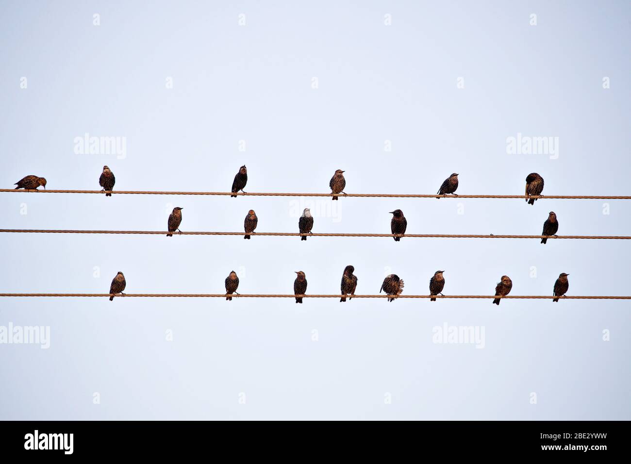 birds on the wire Stock Photo - Alamy