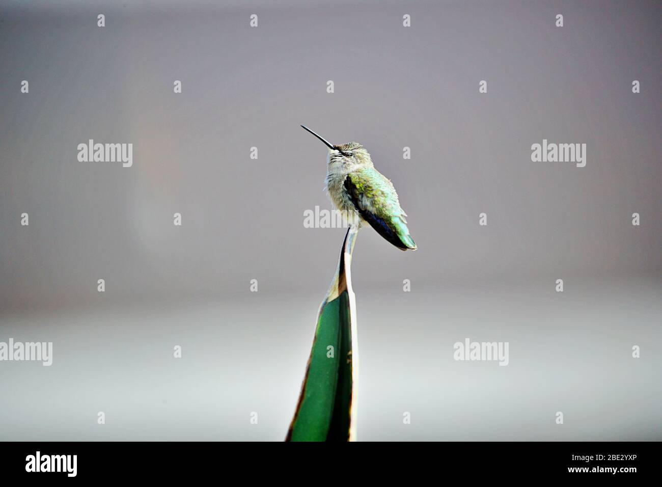 Hummingbird sitting on branch Stock Photo - Alamy