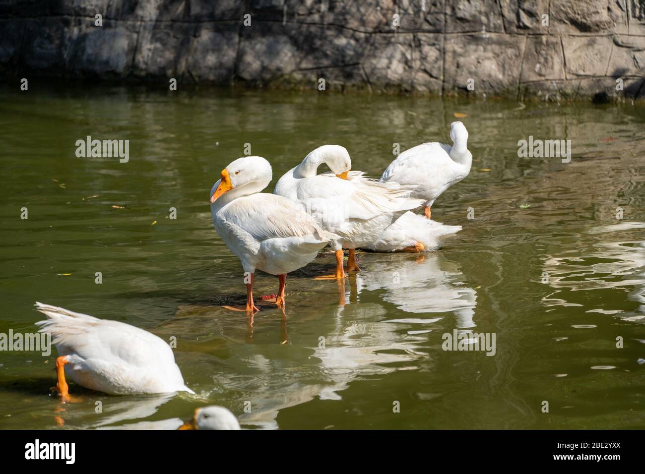 Group of swans play, groom and fish for food in a pond in a garden ...