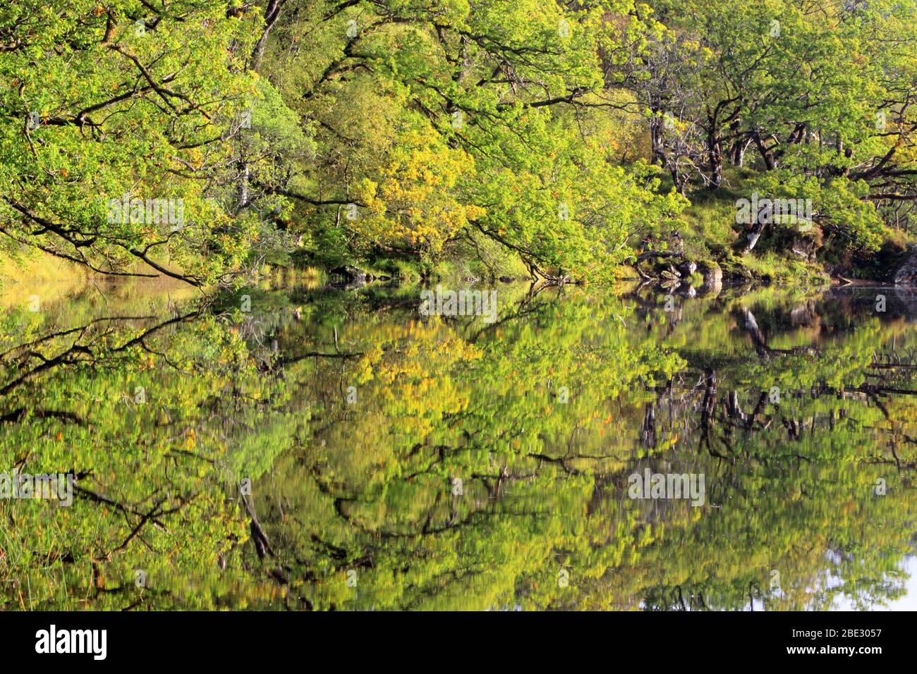 Trees reflected in Loch Chon, Trossachs National Park, Scotland Stock ...