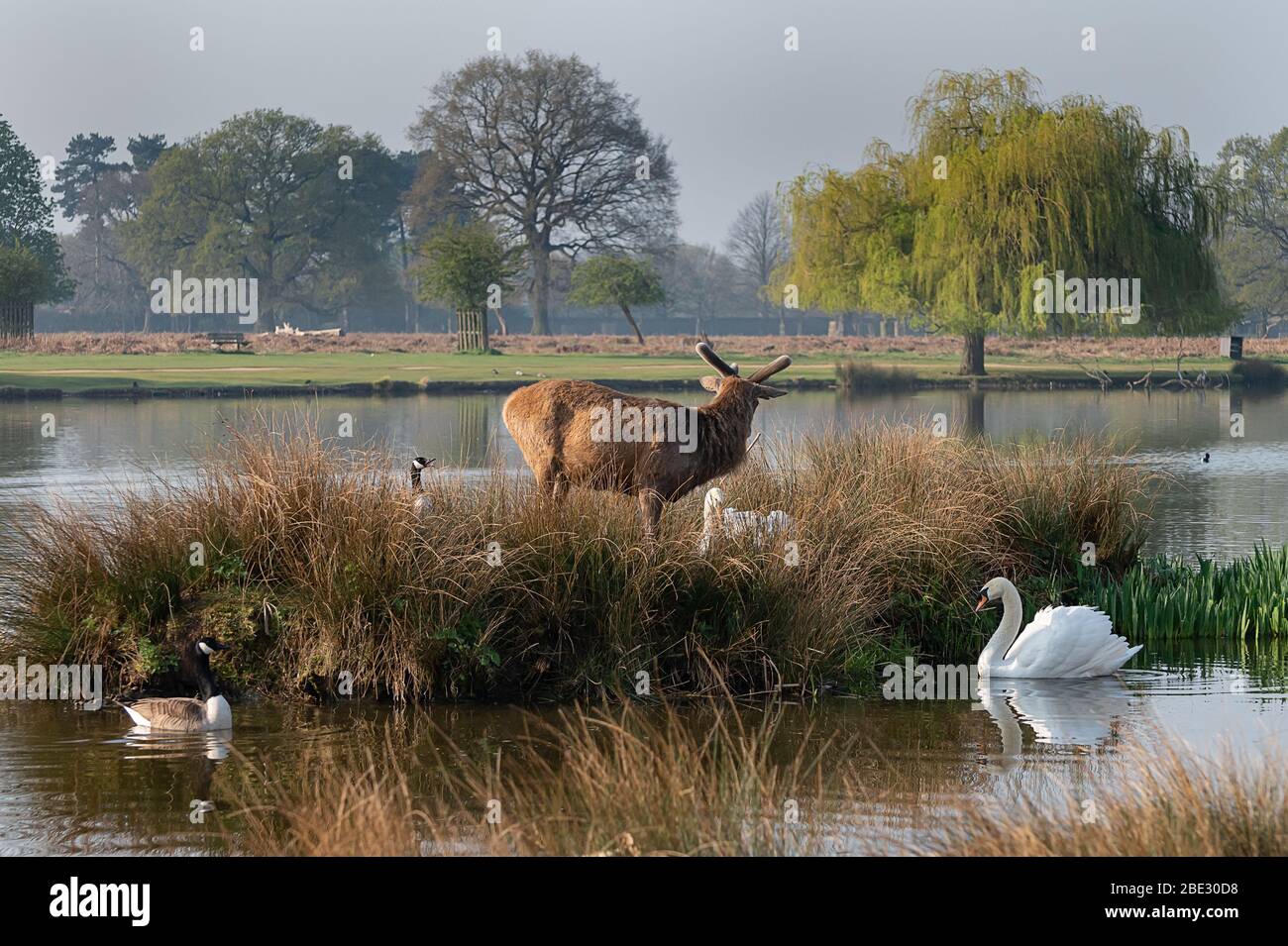 Red deer stag trespassing on a small patch of land used by a nesting ...