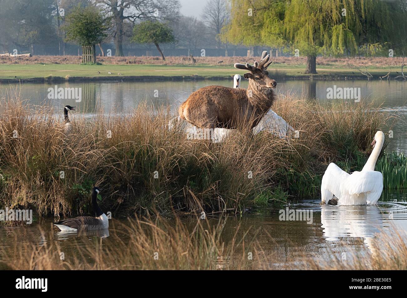 Red deer stag trespassing on a small patch of land used by a nesting ...