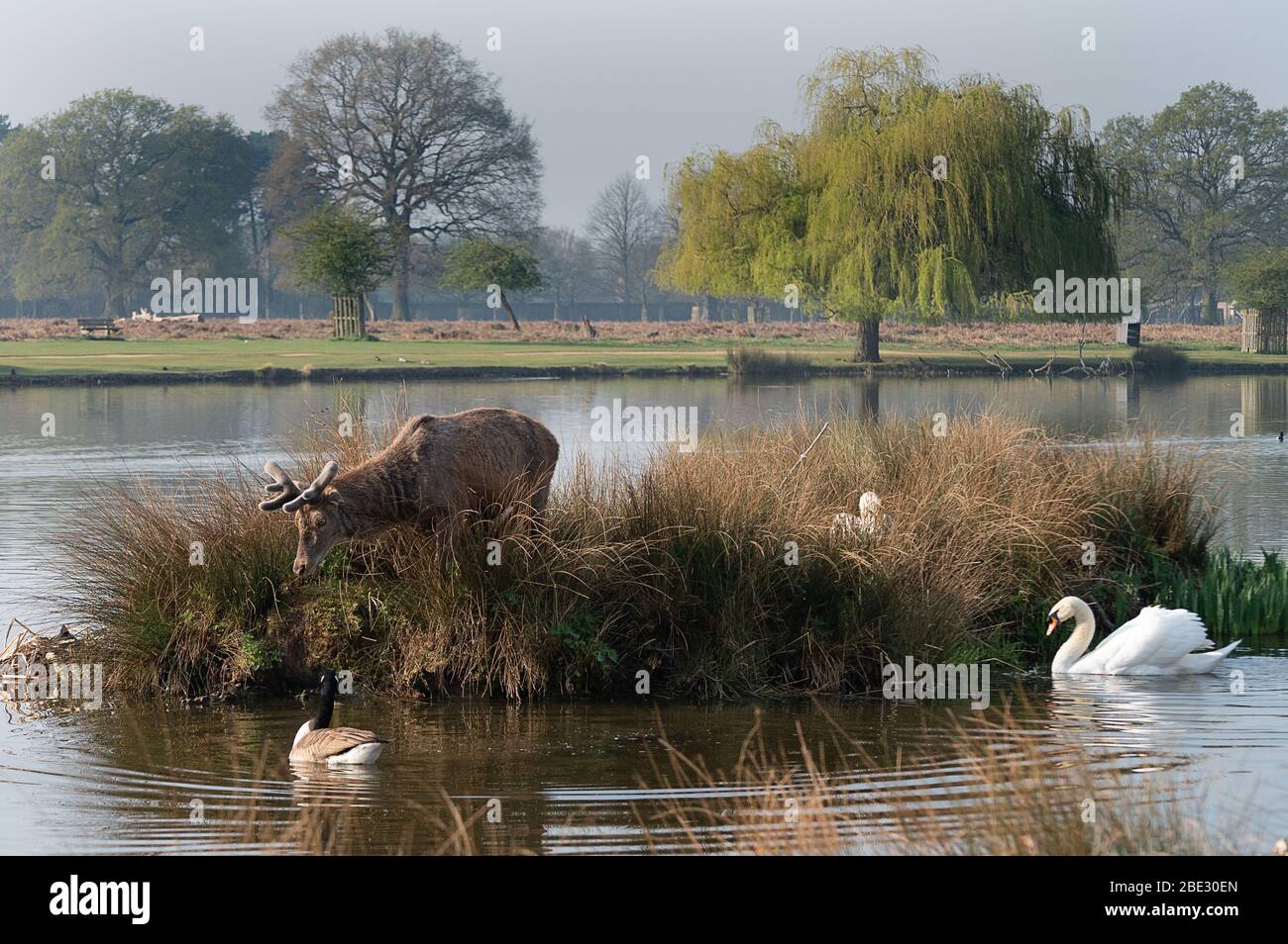 Red deer stag trespassing on a small patch of land used by a nesting ...