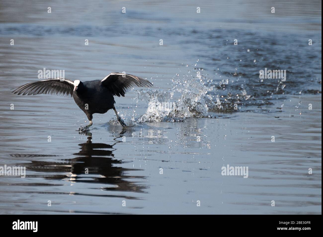 Pond wildlife escape hi-res stock photography and images - Alamy