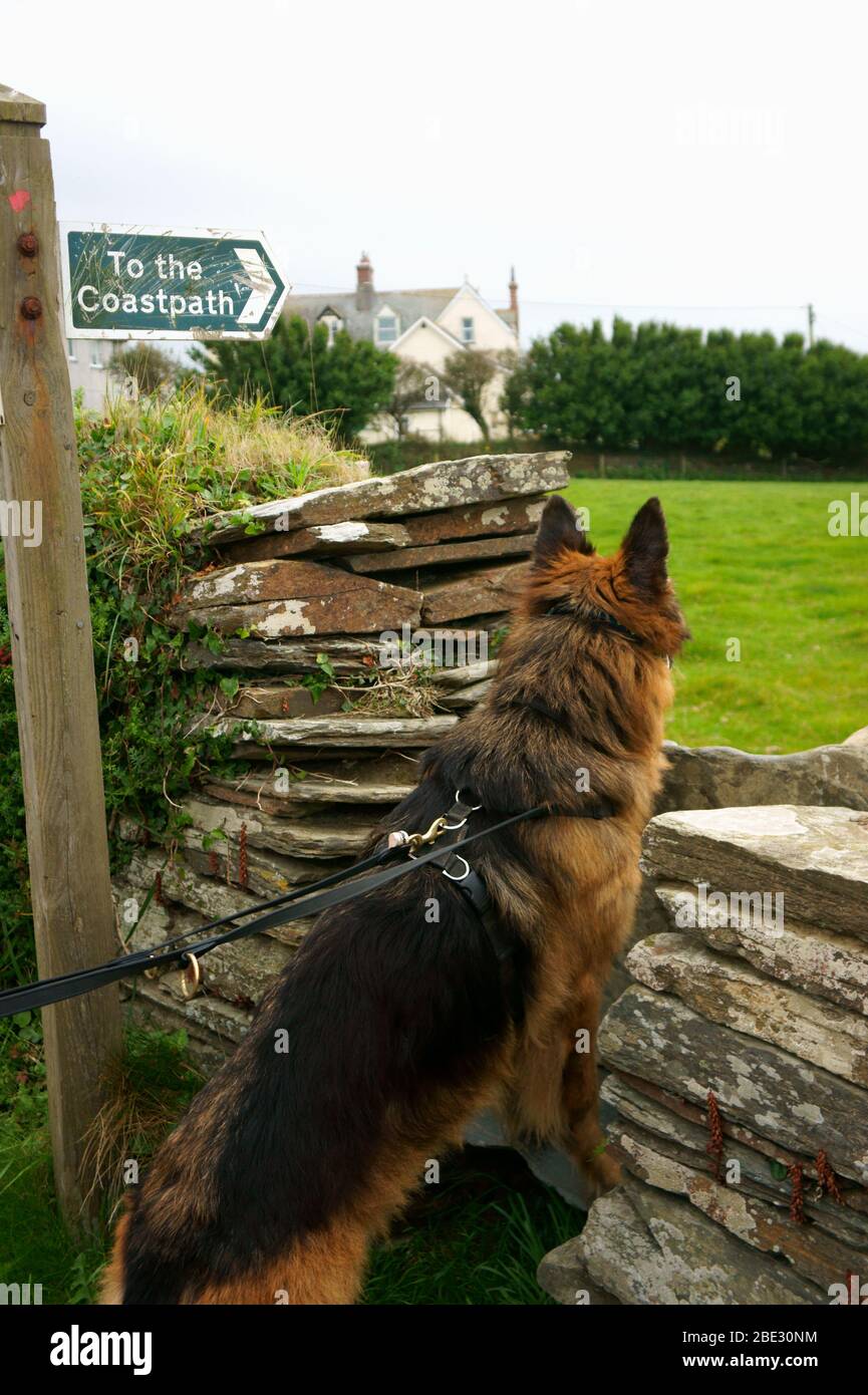 Coastpath Sign at Treknow, Tintagel, North Cornwall Stock Photo - Alamy