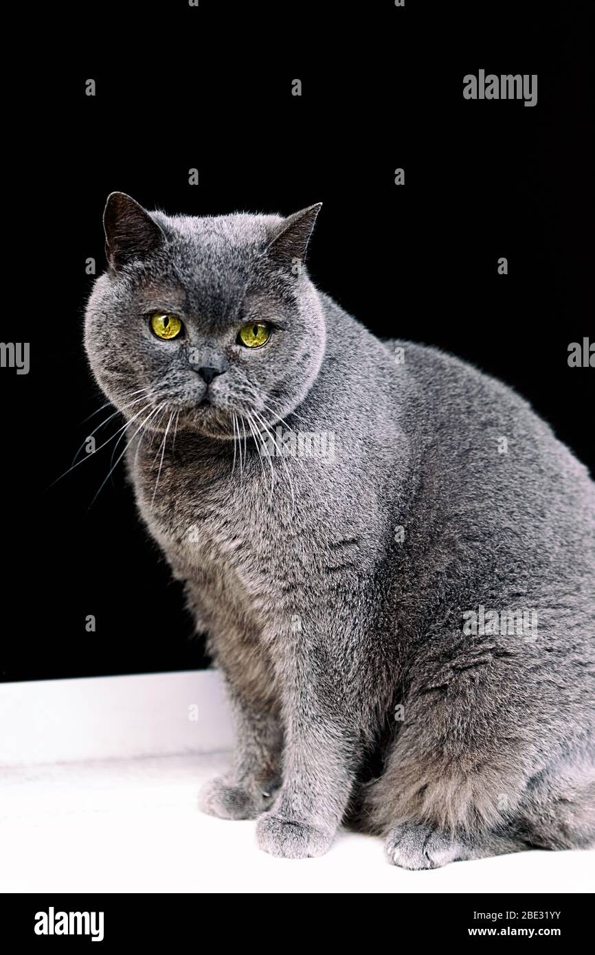 beauty british shorthair cat Stock Photo - Alamy
