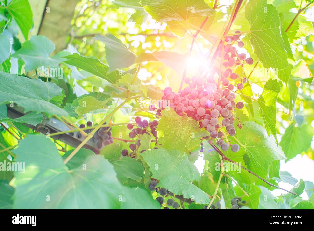 Early black grapes growing hi-res stock photography and images - Alamy