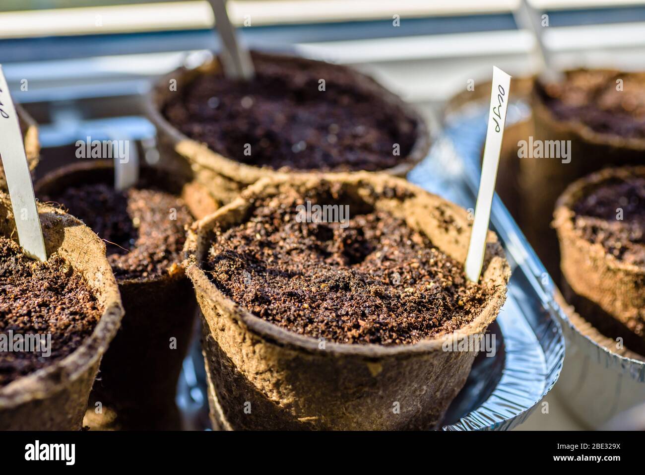 biodegradable seed pots under natural light with new plants next to ...