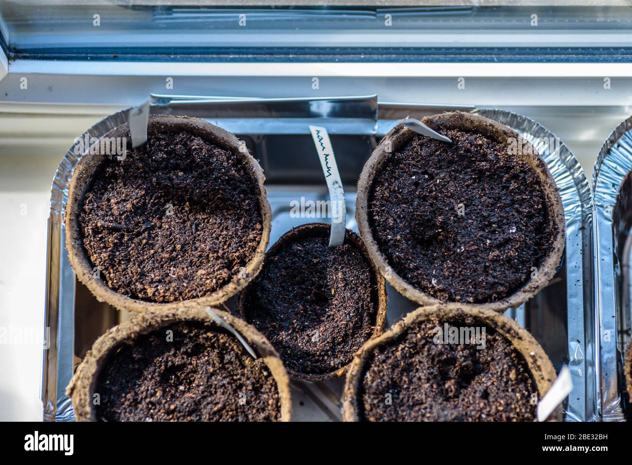 biodegradable seed pots under natural light with new plants next to ...