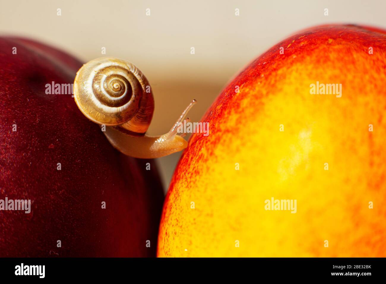 Little snail crawling on ripe red nectarines Stock Photo - Alamy