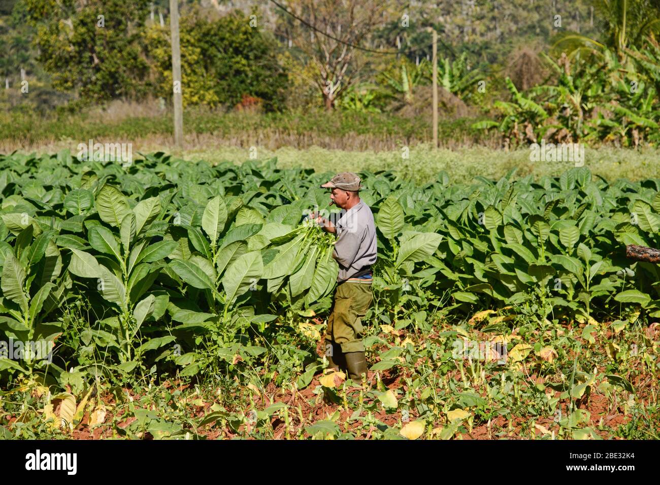 Cigar crops hi-res stock photography and images - Alamy