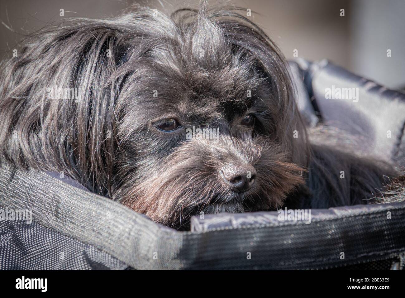 a little Bolonka dog sits in a bicycle basket Stock Photo - Alamy