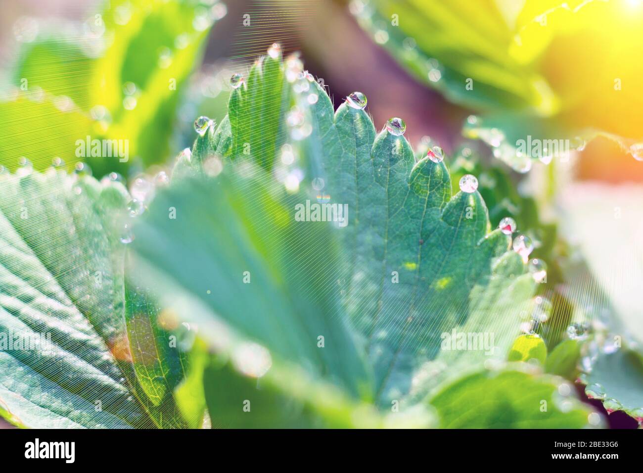 Dewdrops on strawberry leaves hi-res stock photography and images - Alamy