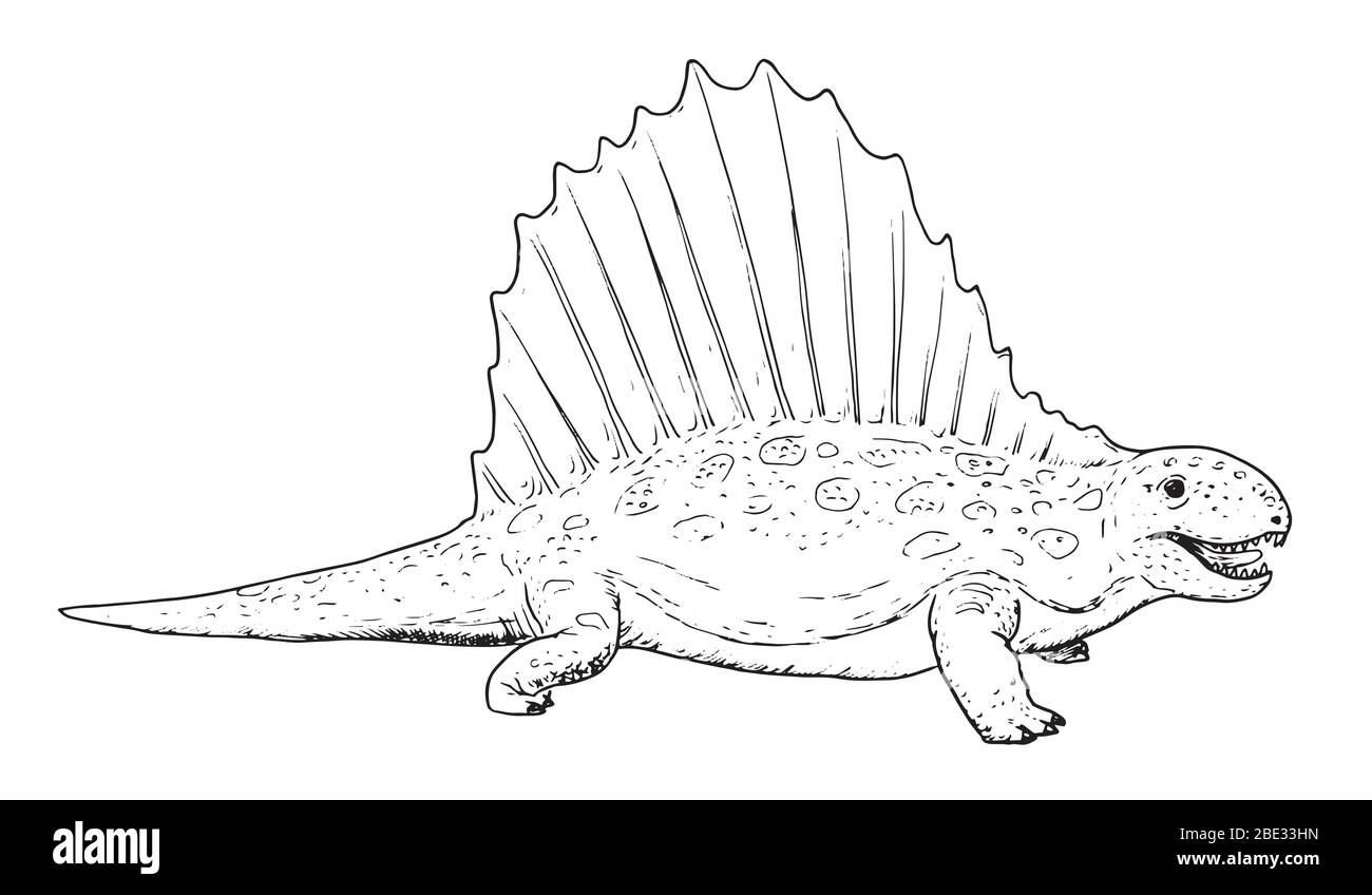 Drawing of dinosaur - hand sketch of dimetrodon, black and white ...