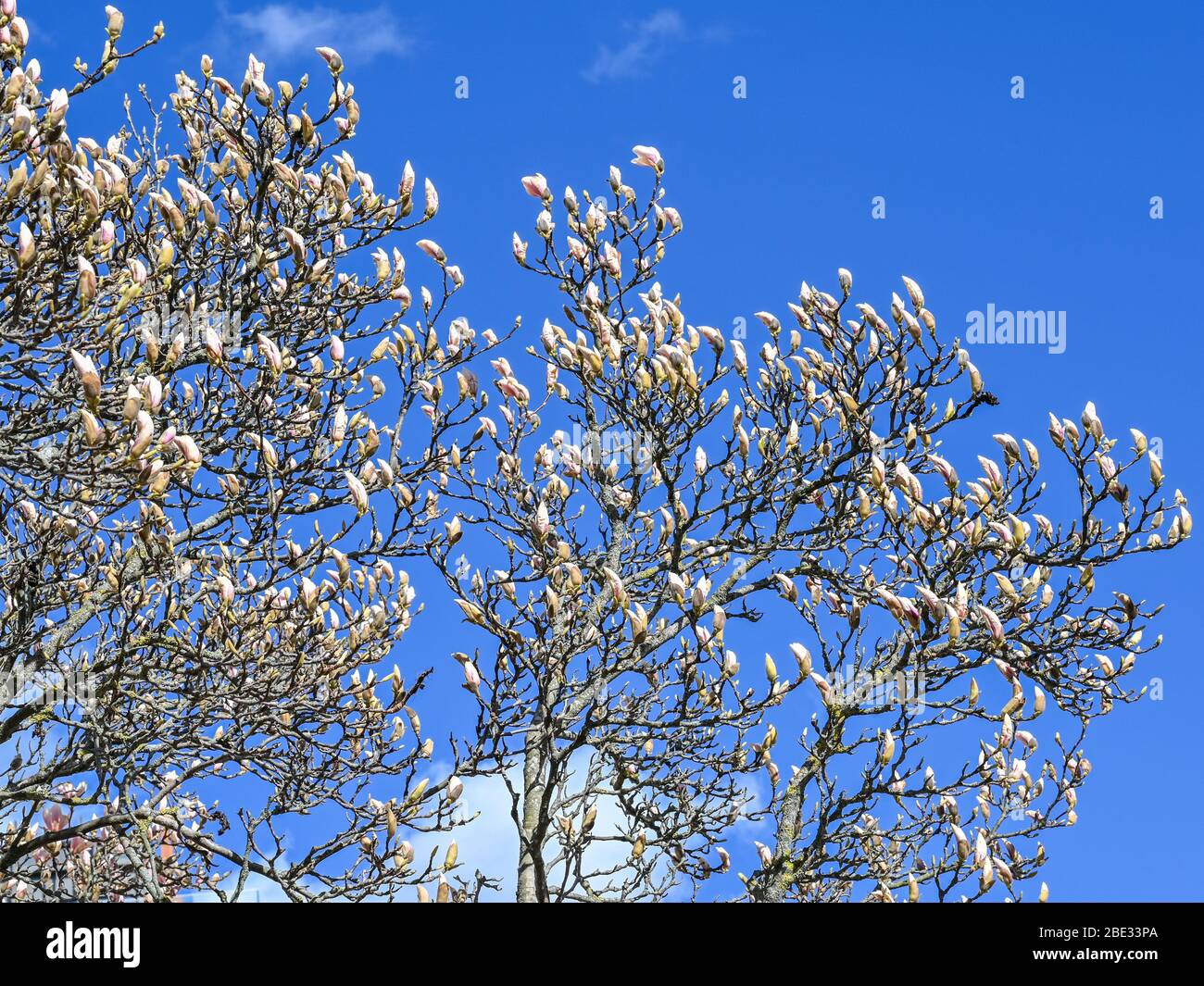 Magnolia buds about to flower during early spring in city park ...