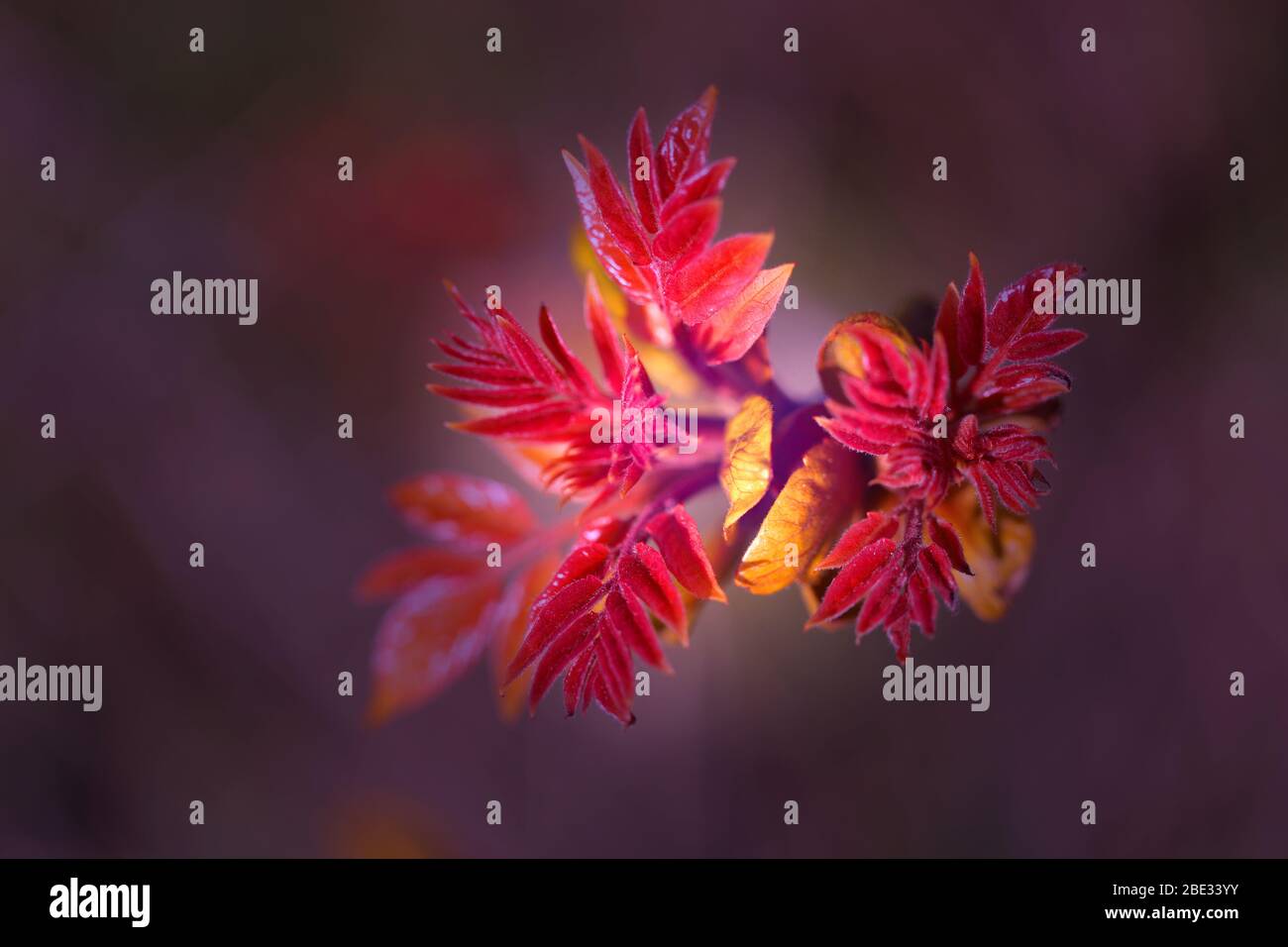 Macro photo of red shoots in the spring background Stock Photo - Alamy