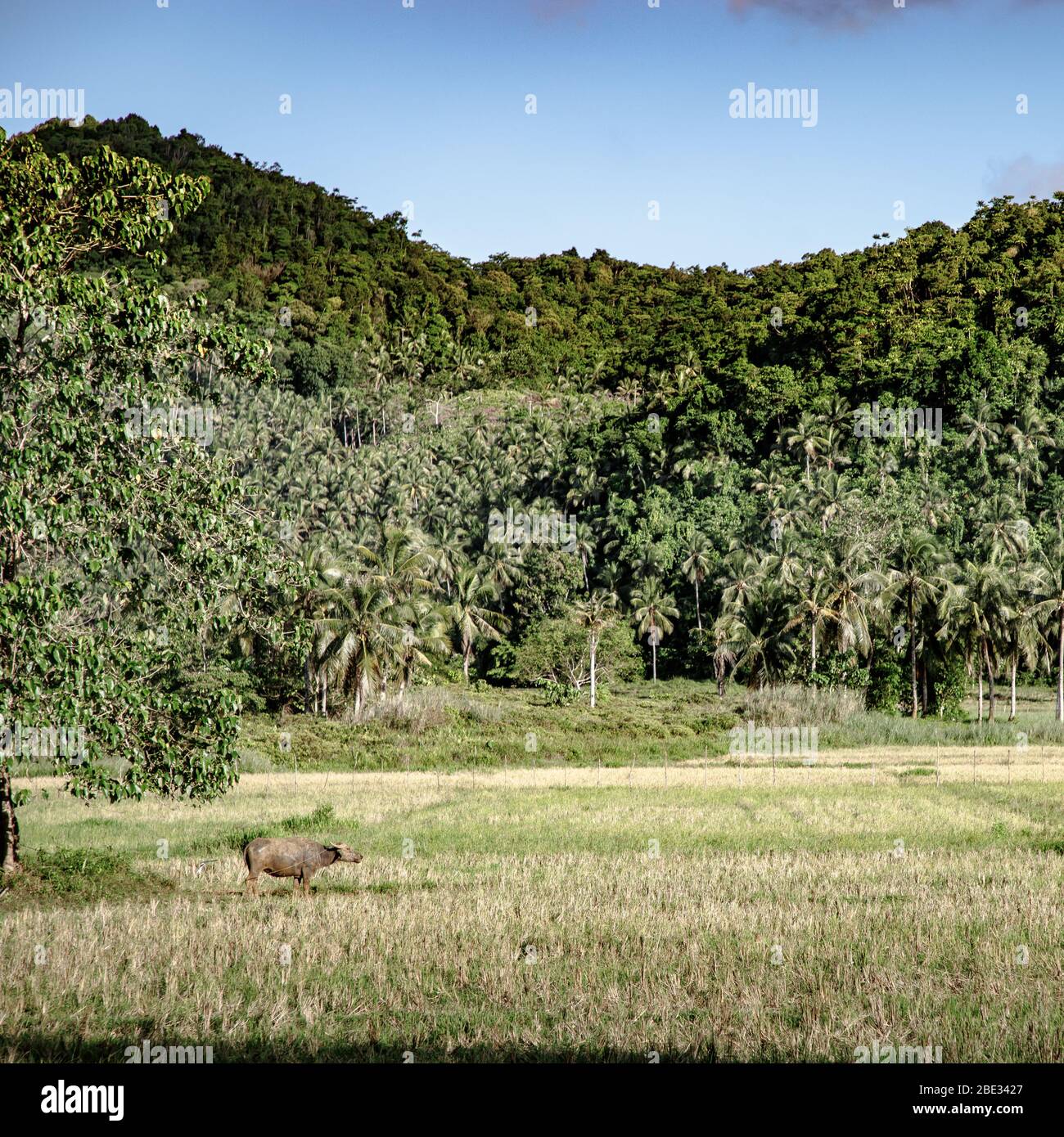 Clima filipino hi-res stock photography and images - Alamy