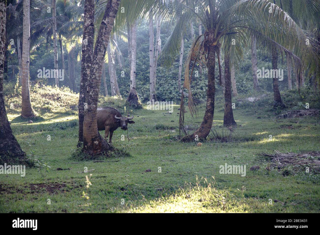 Cow grazing in a palm tree forest of the countryside in Siargao Stock ...