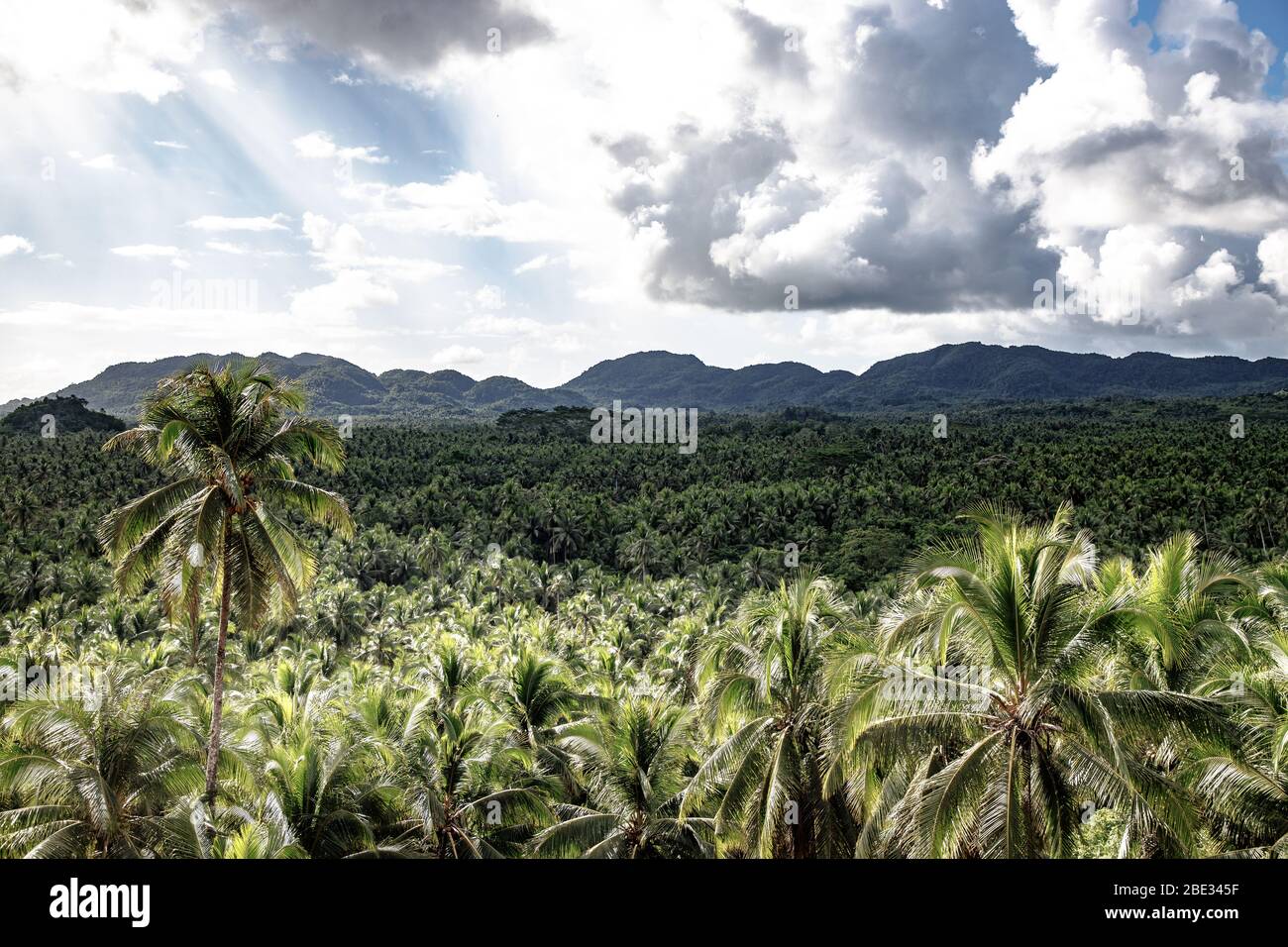Sea of palm trees during a roadtrip in Siargao Stock Photo - Alamy