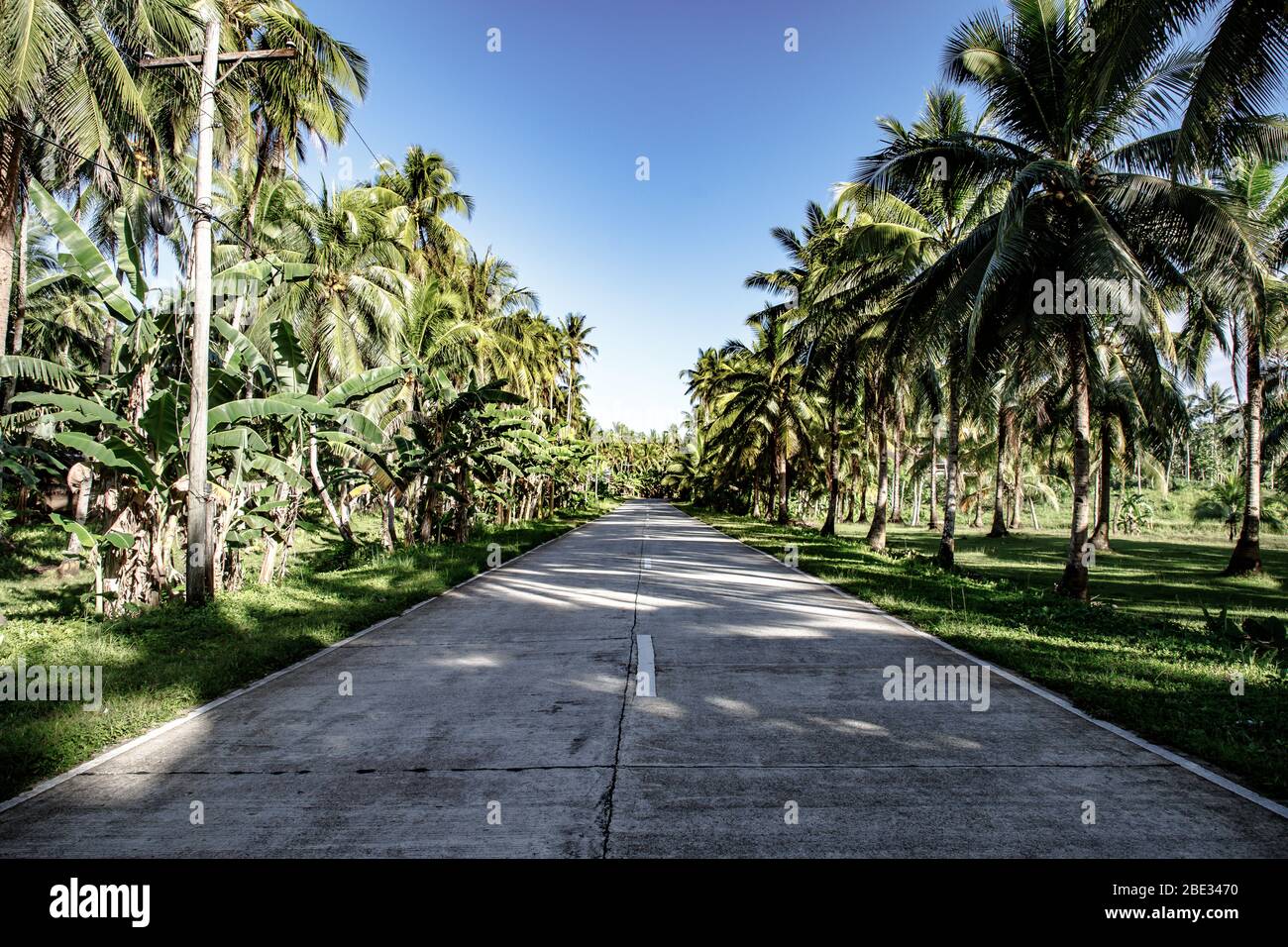 Tropical road with palm trees each side Stock Photo - Alamy