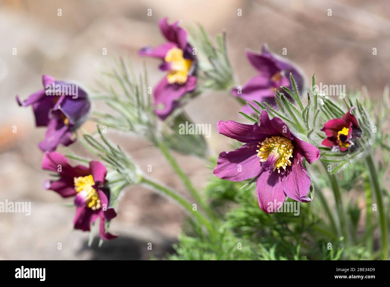 Pulsatilla vulgaris (red form), pasque flower Stock Photo - Alamy