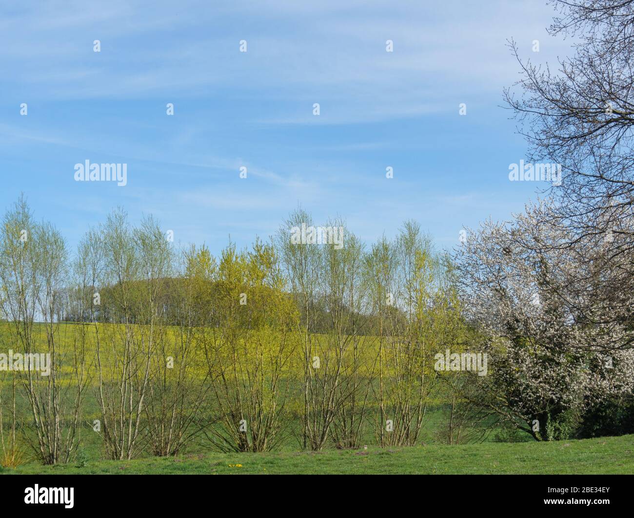 spring time in the muensterland Stock Photo - Alamy
