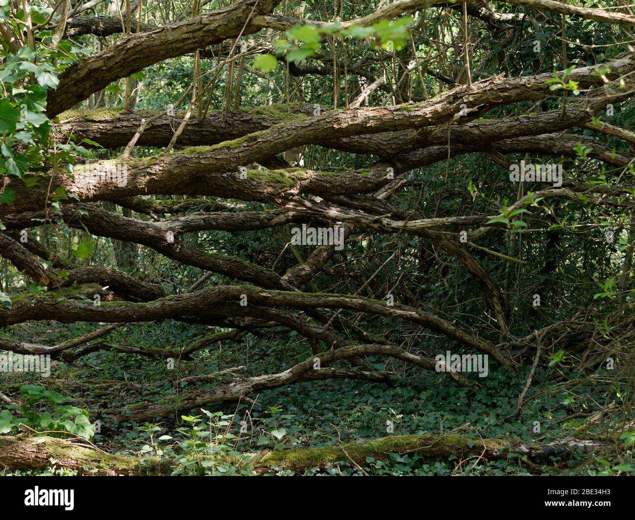 Inside deep forest with tree trunks with moss and vegetation Stock ...