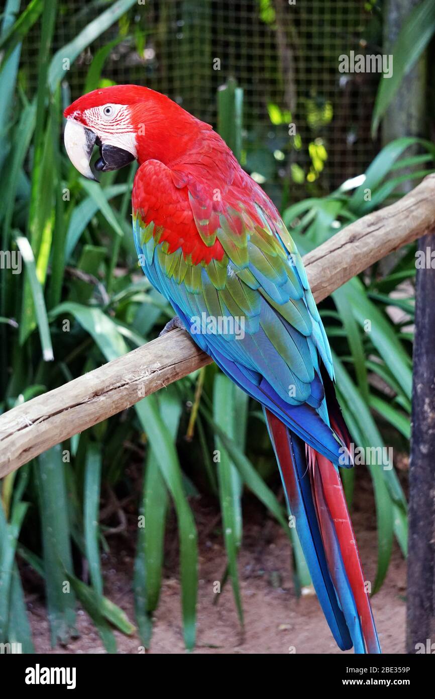 Great green macaw nicaragua hi-res stock photography and images - Alamy